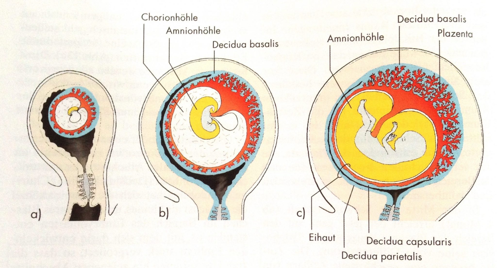 Embodied Embryology 6 class series 2021 - BODYCARTOGRAPHY PROJECT